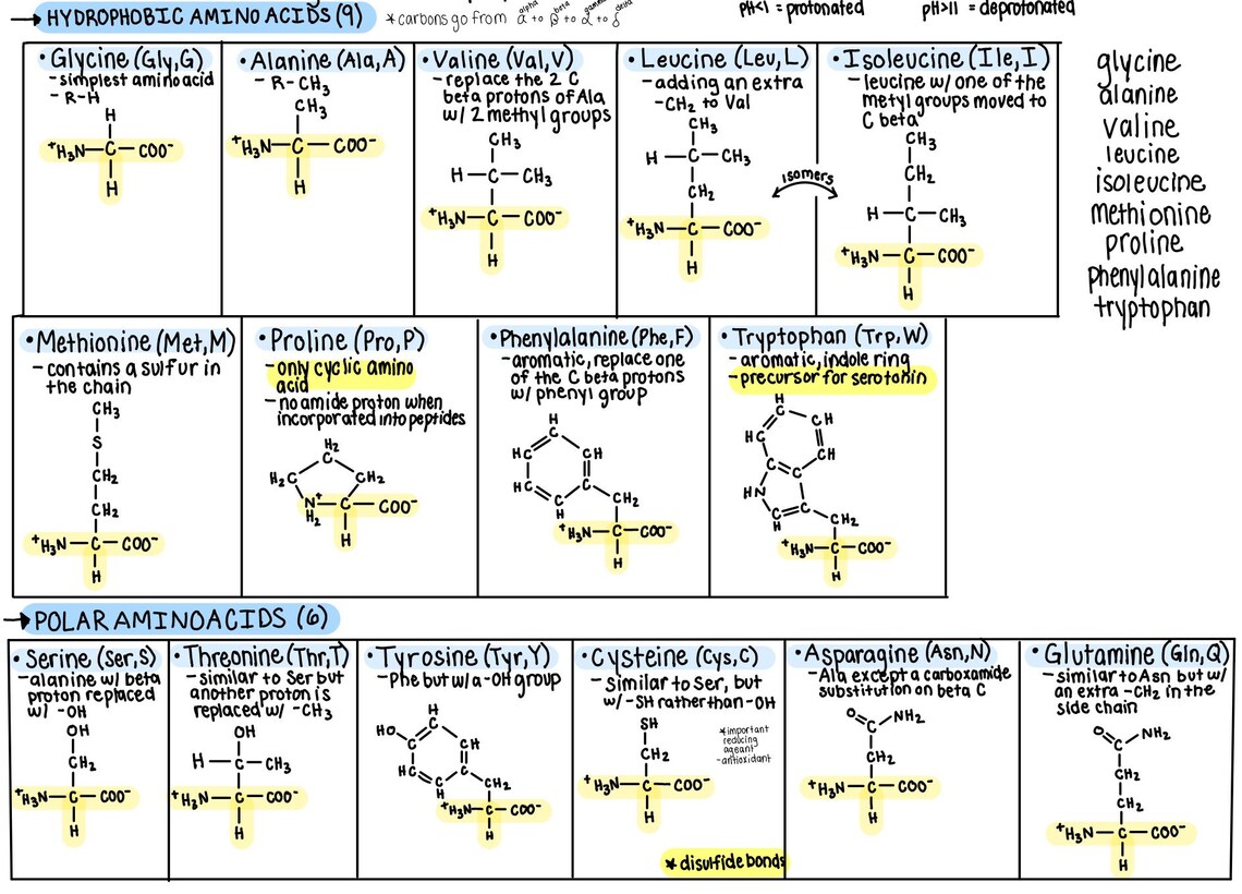 Biochemistry Notes: Biomolecules, Weak Interactions, Amino Acids ...