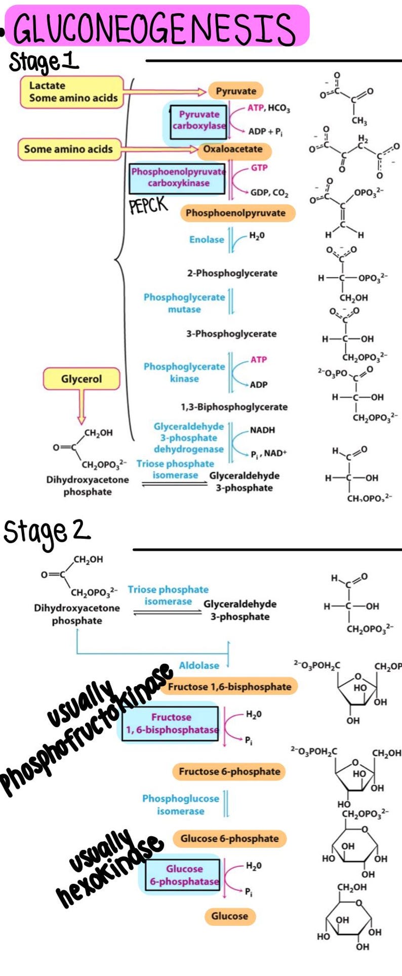 Glycolysis and Gluconeogenesis Notes - Etsy