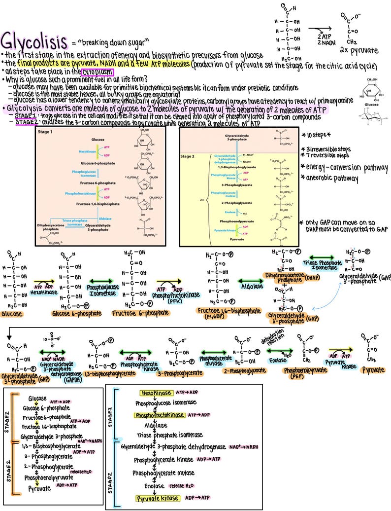Glycolysis and Gluconeogenesis Notes - Etsy