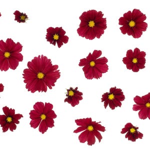 Red Cosmos Flowers Top Down PNG Clip Art (digital Download) - Etsy