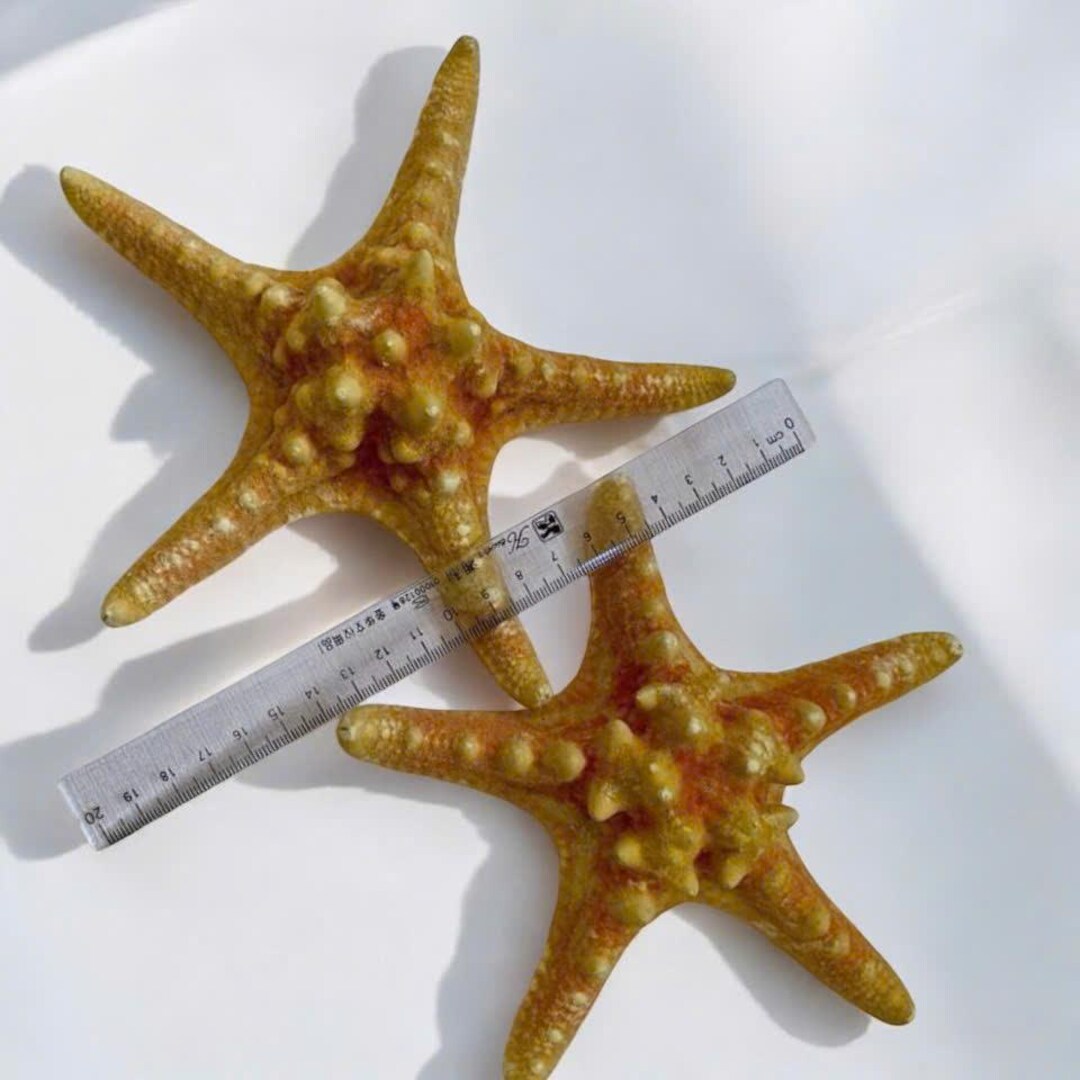 Real Starfish Giant Dried Jungle Starfish Sea Star Marine Creature ...