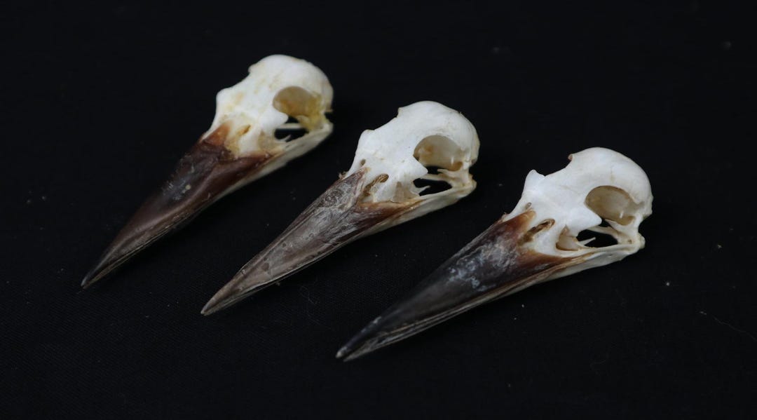 Real Taxidermy Black Beak Kingfisher Skull 3 Pcs - Etsy