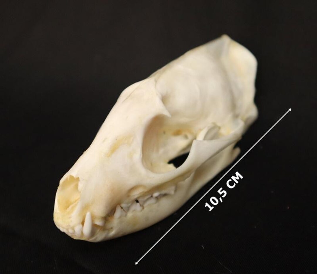 Real Taxidermy Paradoxurus Hermaphroditus Skull asian Palm Civet - Etsy