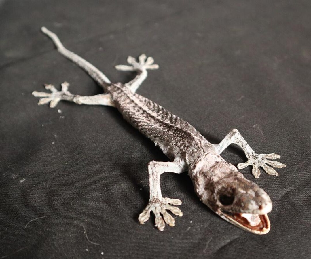 Taxidermy Real Gekko Gecko Freeze Dried - Etsy