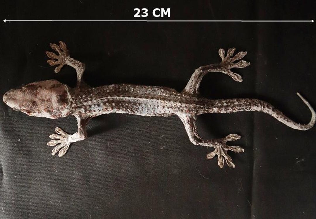 Real Taxidermy Gekko Gecko Freeze Dried 1 Pcs - Etsy Canada