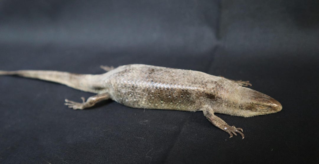 Taxidermy Real Lacertilia Freeze Dried common Lizard - Etsy