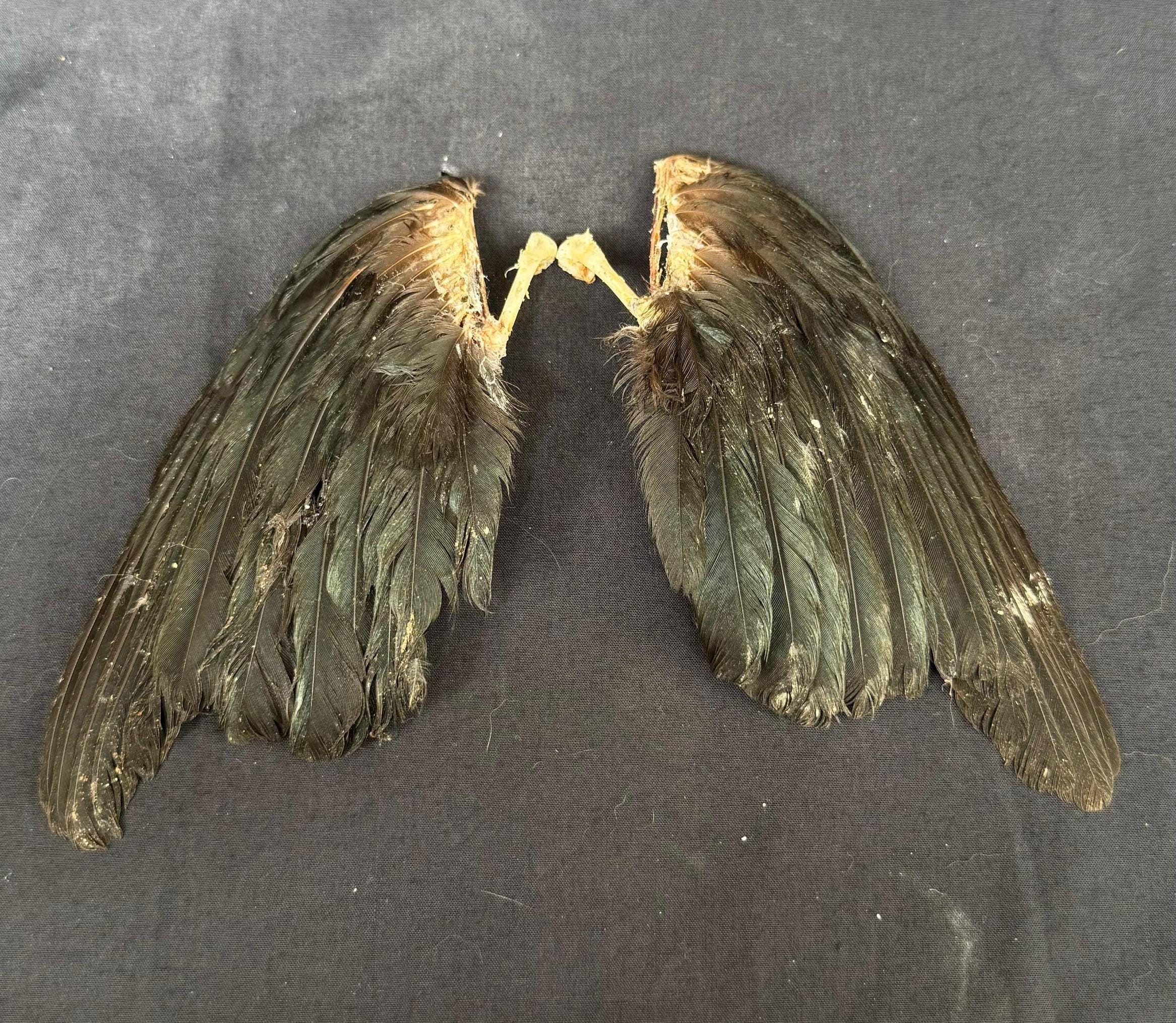Real Taxidermy Pair of Corvus Wings javan Crow's Wings - Etsy