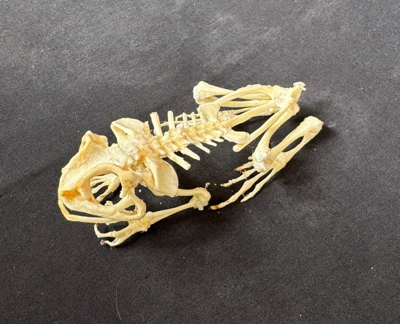 Real Taxidermy Asian Common Toad Skeleton anura Limnonectes Frog - Etsy