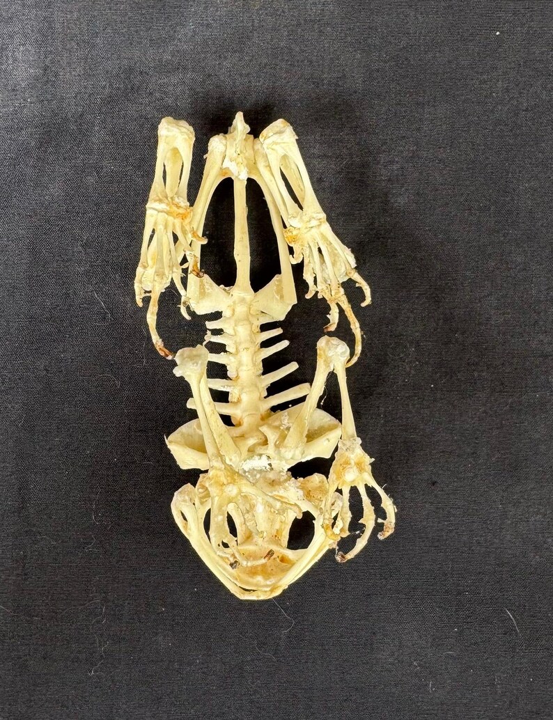 Real Taxidermy Asian Common Toad Skeleton anura Limnonectes Frog - Etsy