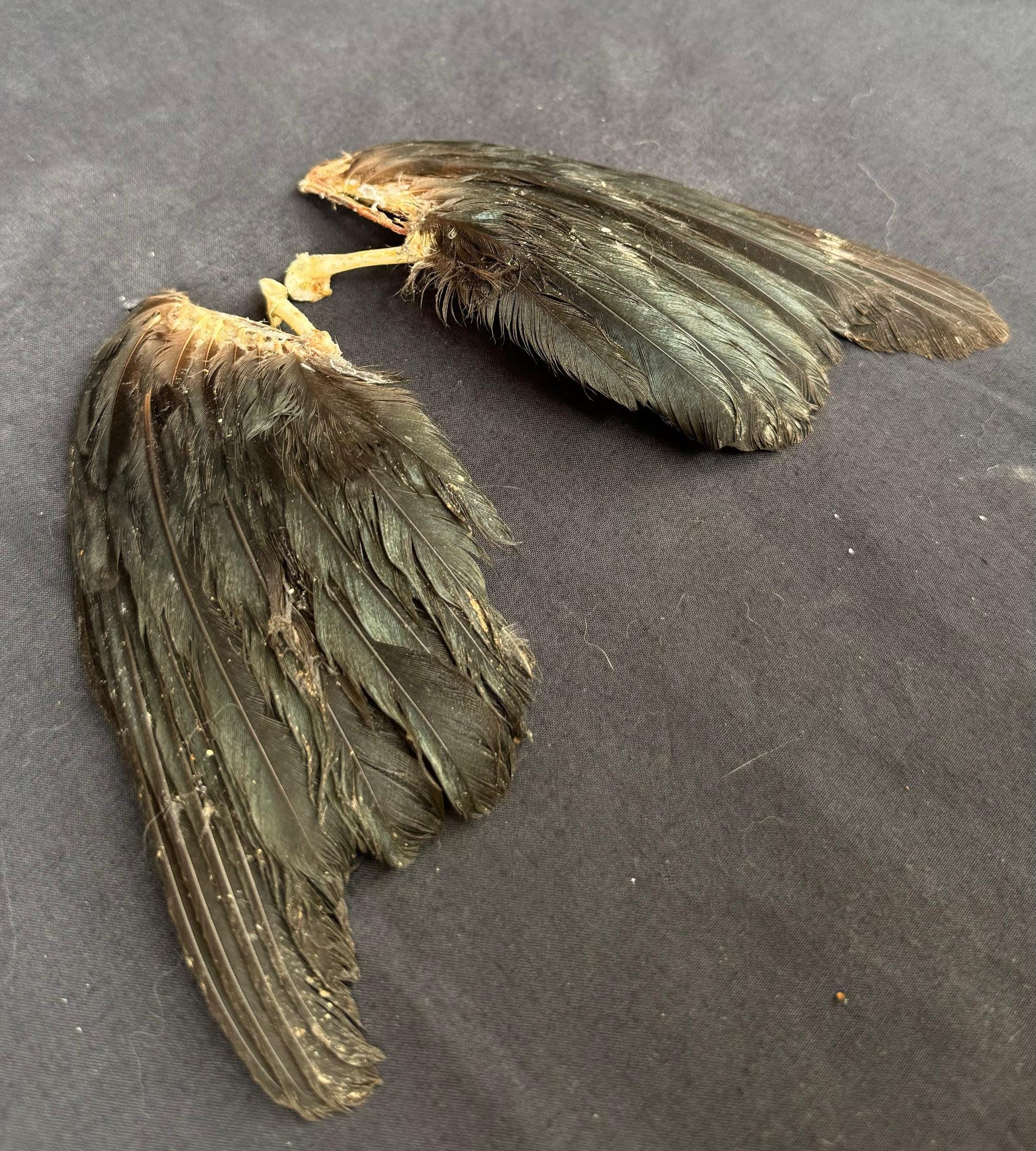 Real Taxidermy Pair of Corvus Wings javan Crow's Wings - Etsy