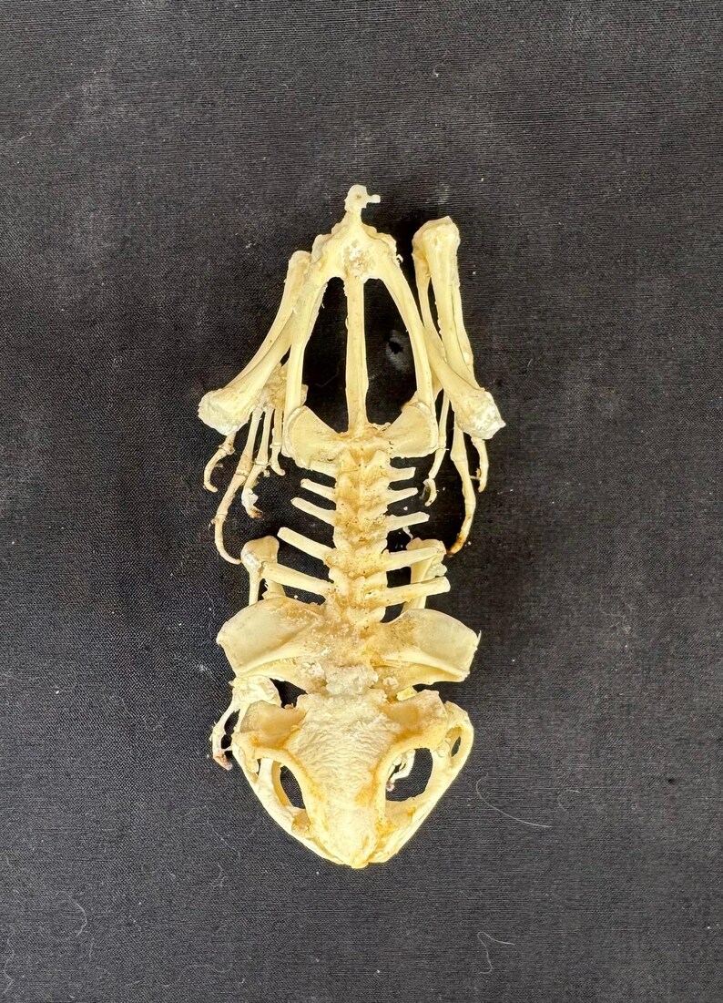 Real Taxidermy Asian Common Toad Skeleton anura Limnonectes Frog - Etsy