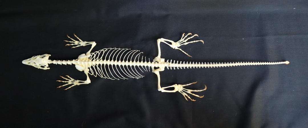 Taxidermy Varanus Sp Skeleton water Monitor Lizard New - Etsy