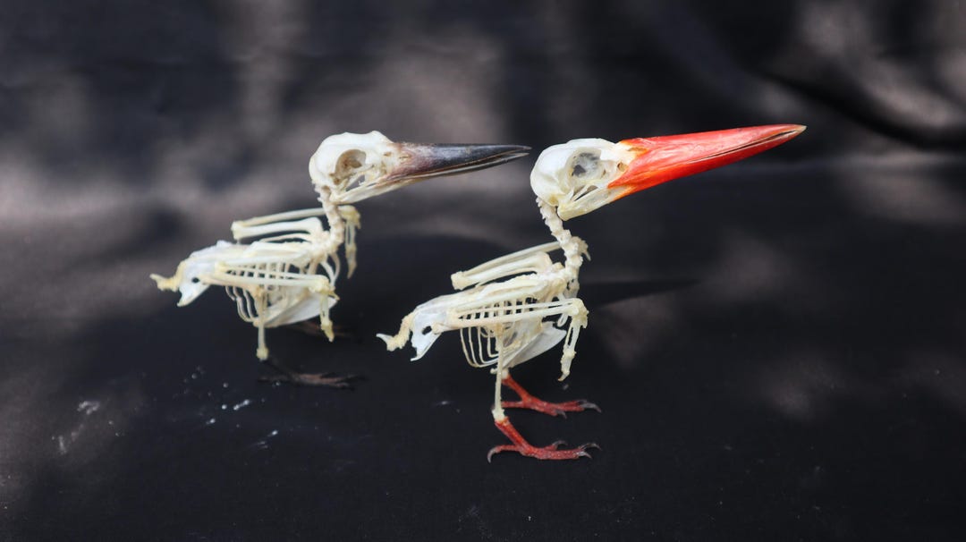 Taxidermy Real Black and Red Beak Kingfisher Skeleton Pair - Etsy