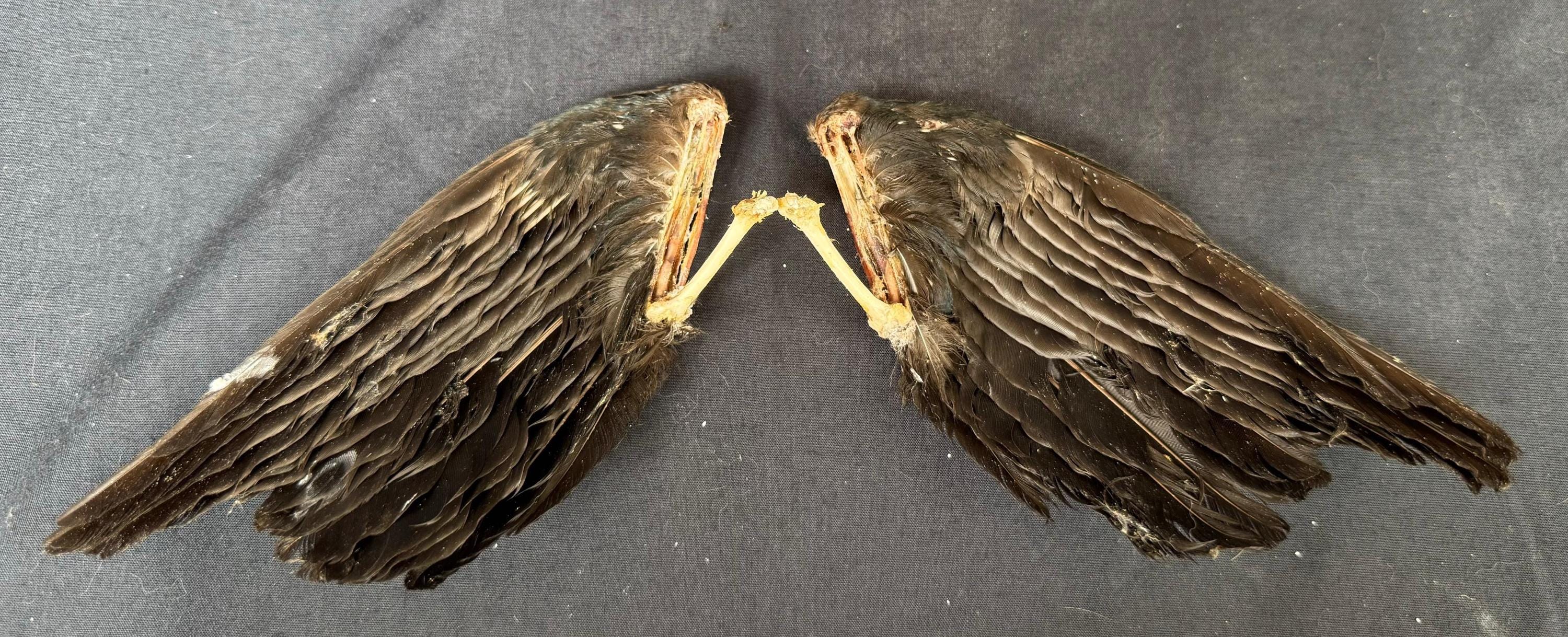 Real Taxidermy Pair of Corvus Wings javan Crow's Wings - Etsy