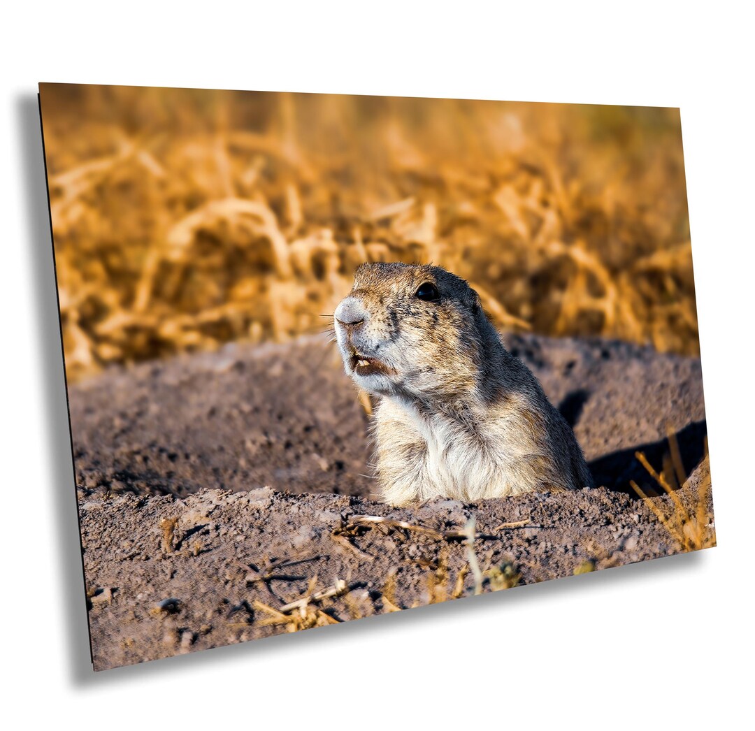 Prairie Dog Peeking From Burrow in South Dakota Plains - Wildlife ...
