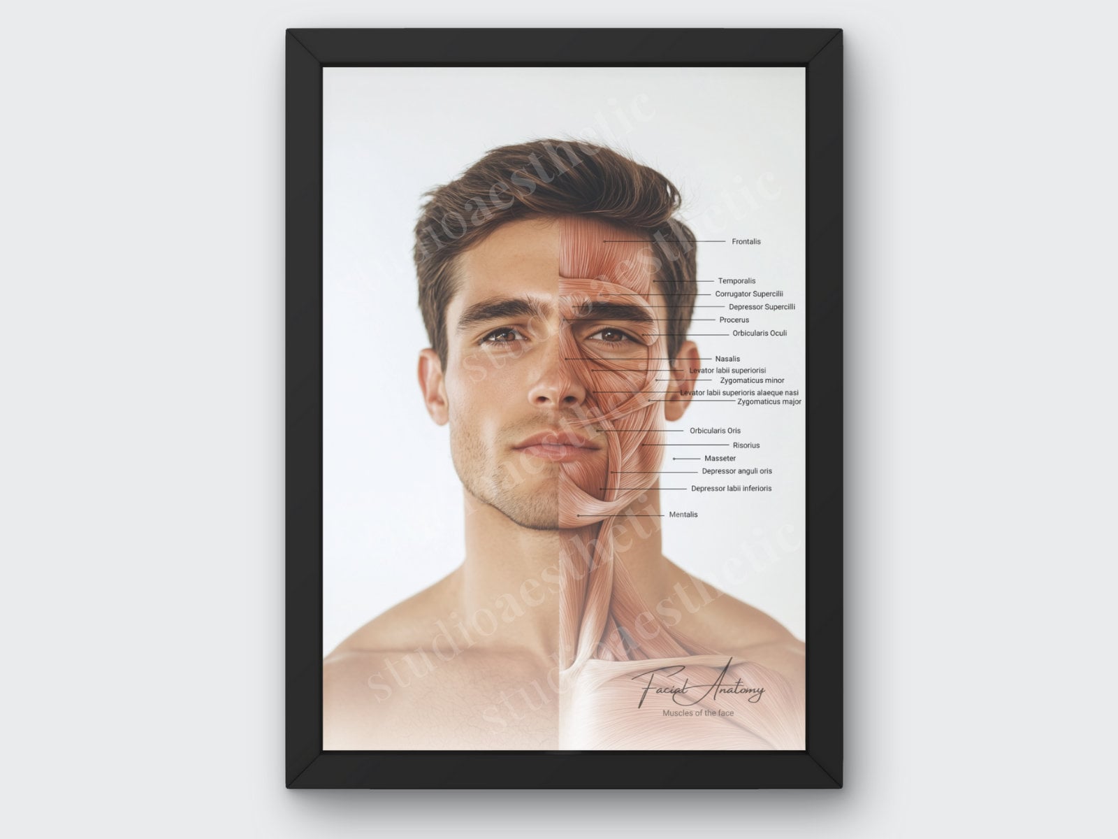 Facial Anatomy Male Muscles of the Face Poster | Medical Spa Decor ...