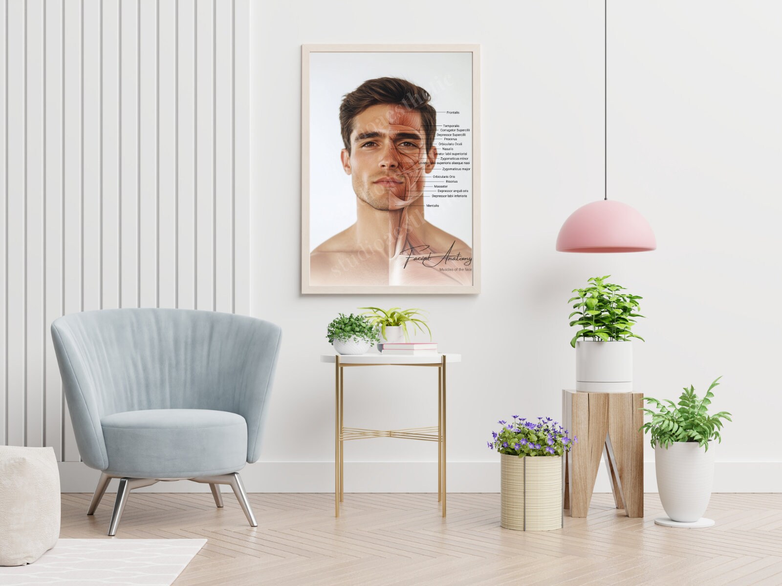 Facial Anatomy Male Muscles of the Face Poster | Medical Spa Decor ...