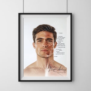 Facial Anatomy Male Muscles of the Face Poster | Medical Spa Decor ...