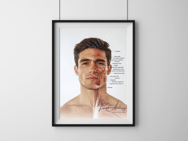 Facial Anatomy Male Muscles of the Face Poster | Medical Spa Decor ...