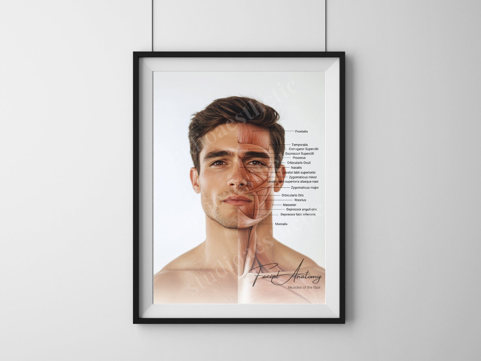 Facial Anatomy Male Muscles of the Face Poster | Medical Spa Decor ...