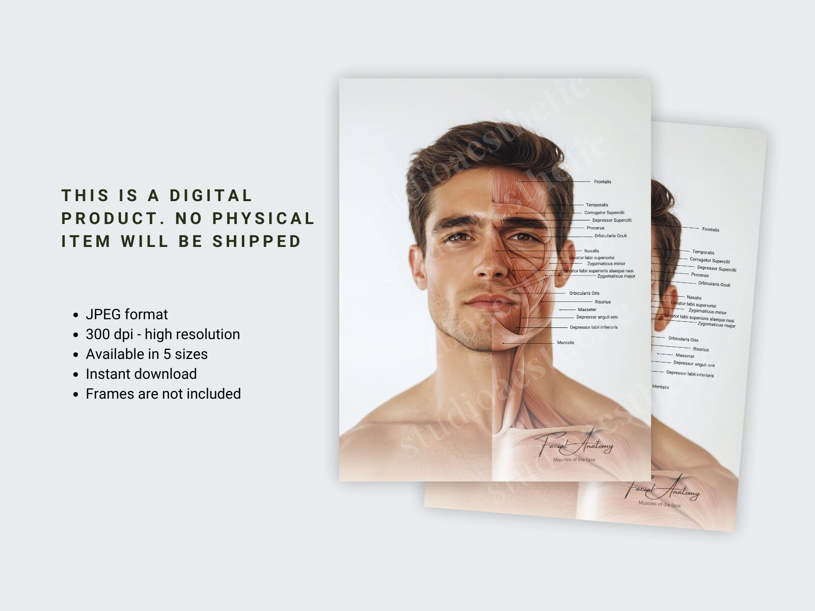 Facial Anatomy Male Muscles of the Face Poster | Medical Spa Decor ...