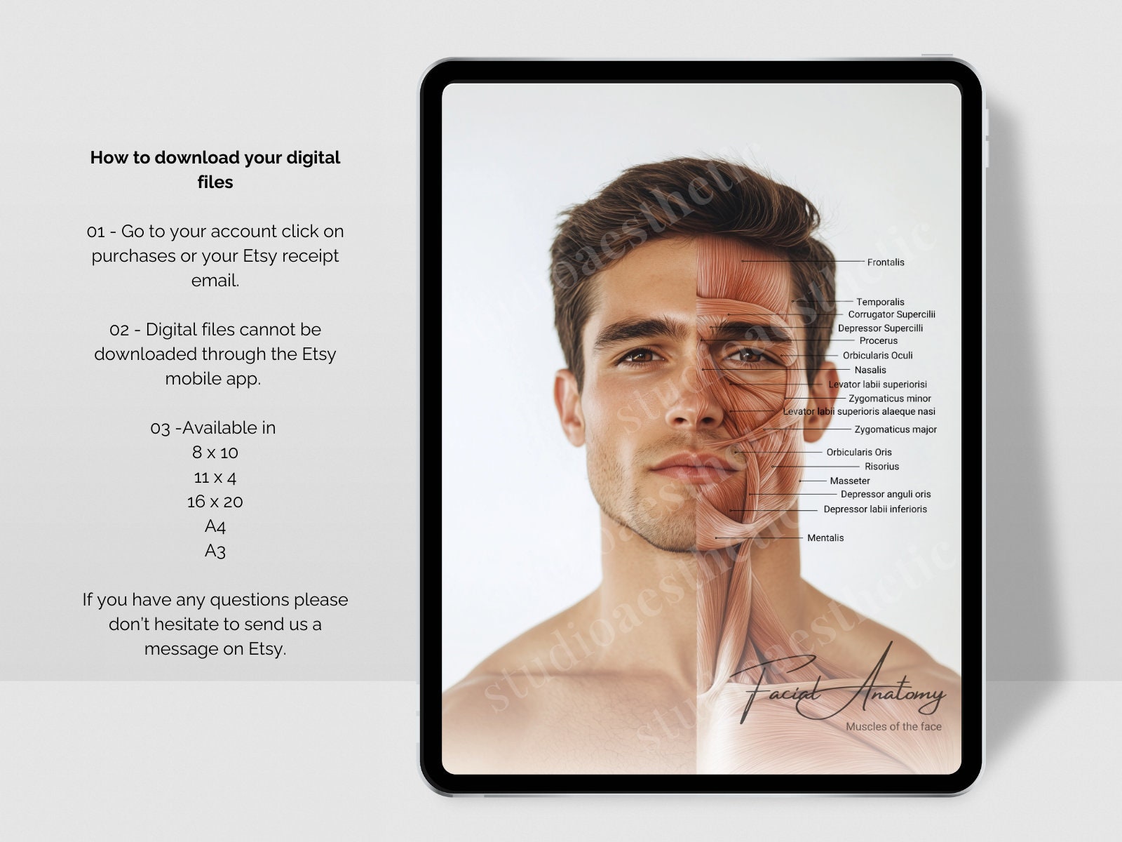 Facial Anatomy Male Muscles of the Face Poster | Medical Spa Decor ...