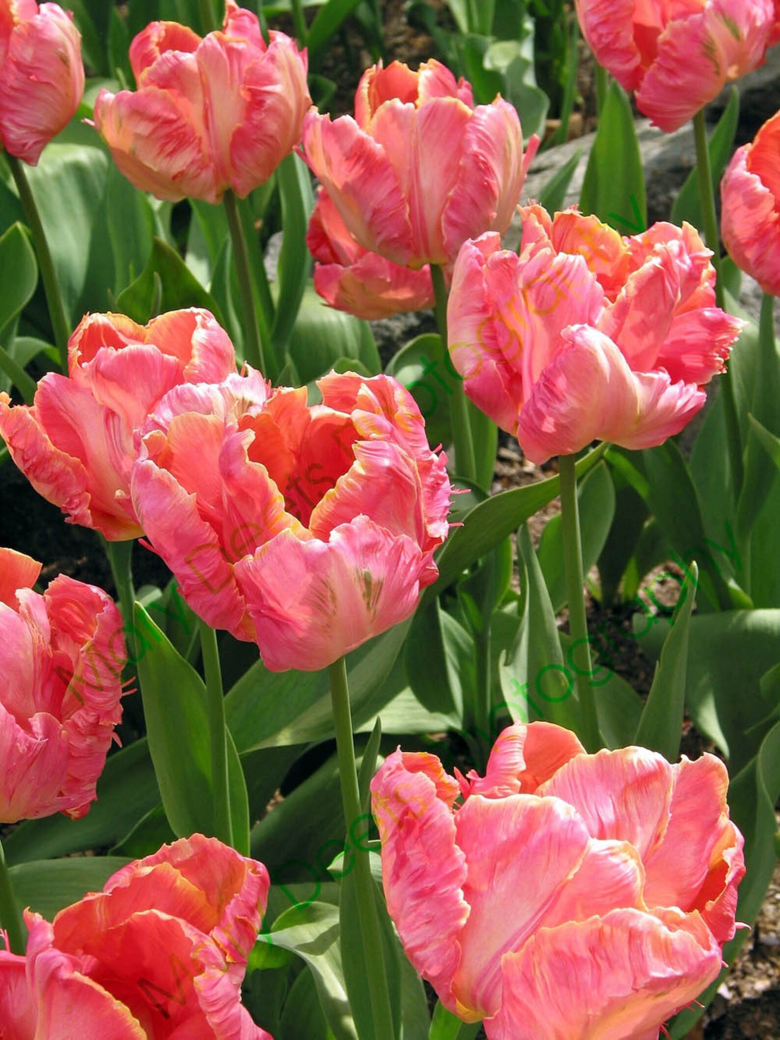 Pink Ruffled Tulips 5 x 7 Unmatted Original | Etsy