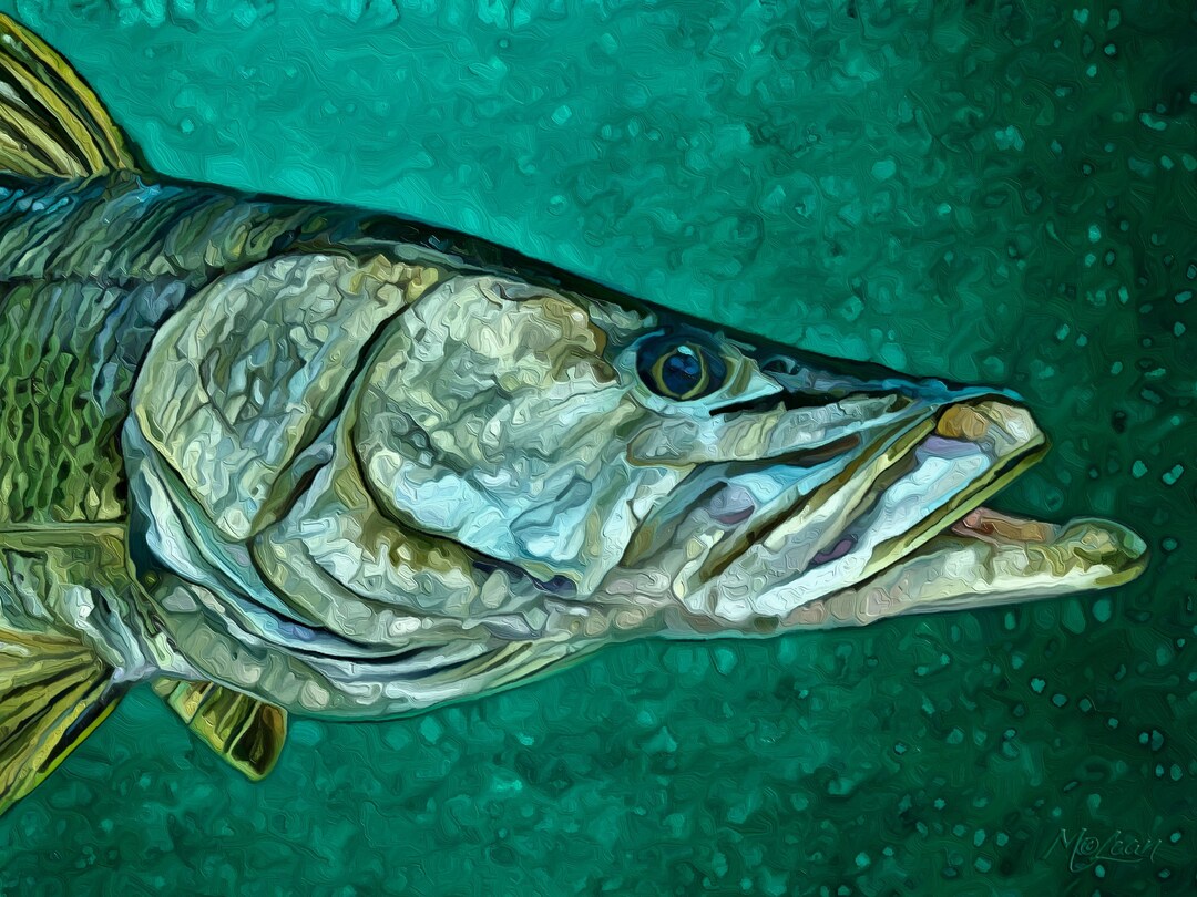 SNOOK Fine Art Canvas Giclee Print - Florida Everglades Fish Gift ...
