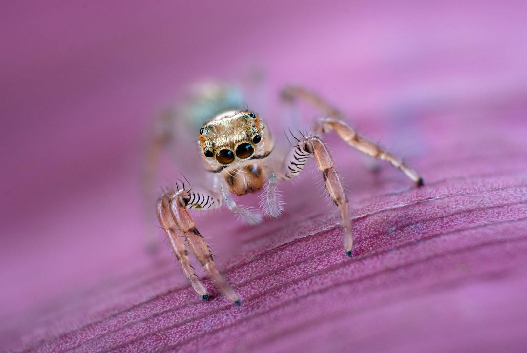 Incy Wincy Spider Card 6x4 Beautiful African Wildlife Greeting Card ...