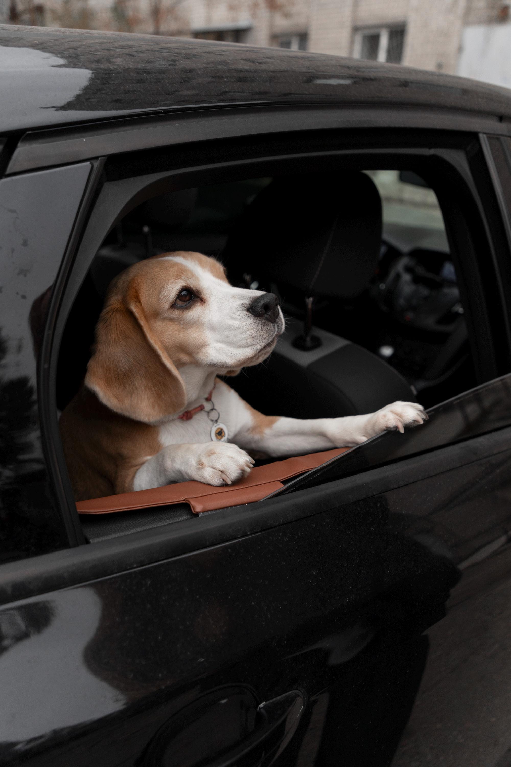Anti-scratch Car Pet Mat: Shield Your Side Door From Furry Friend - Etsy