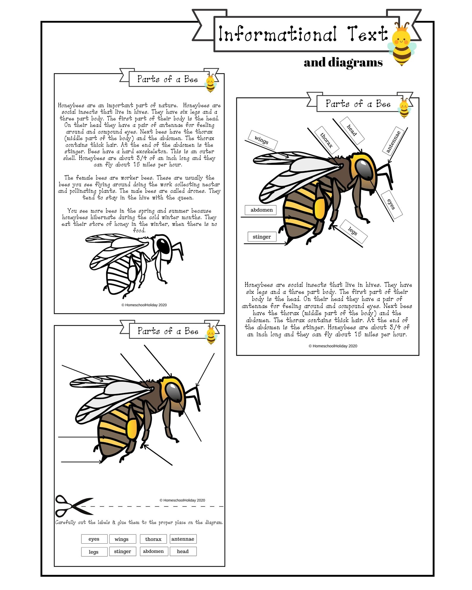 Bees Flowers & Pollination Printable Curriculum Lessons | Etsy