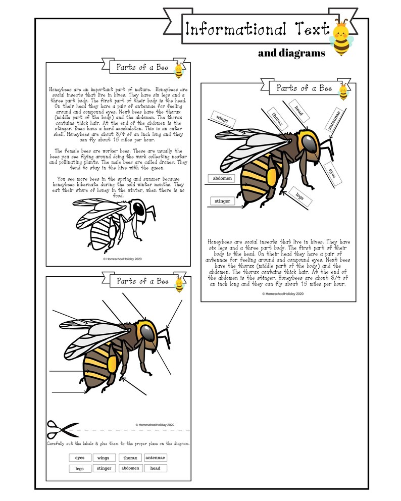 Bees Flowers & Pollination Printable Curriculum Lessons | Etsy