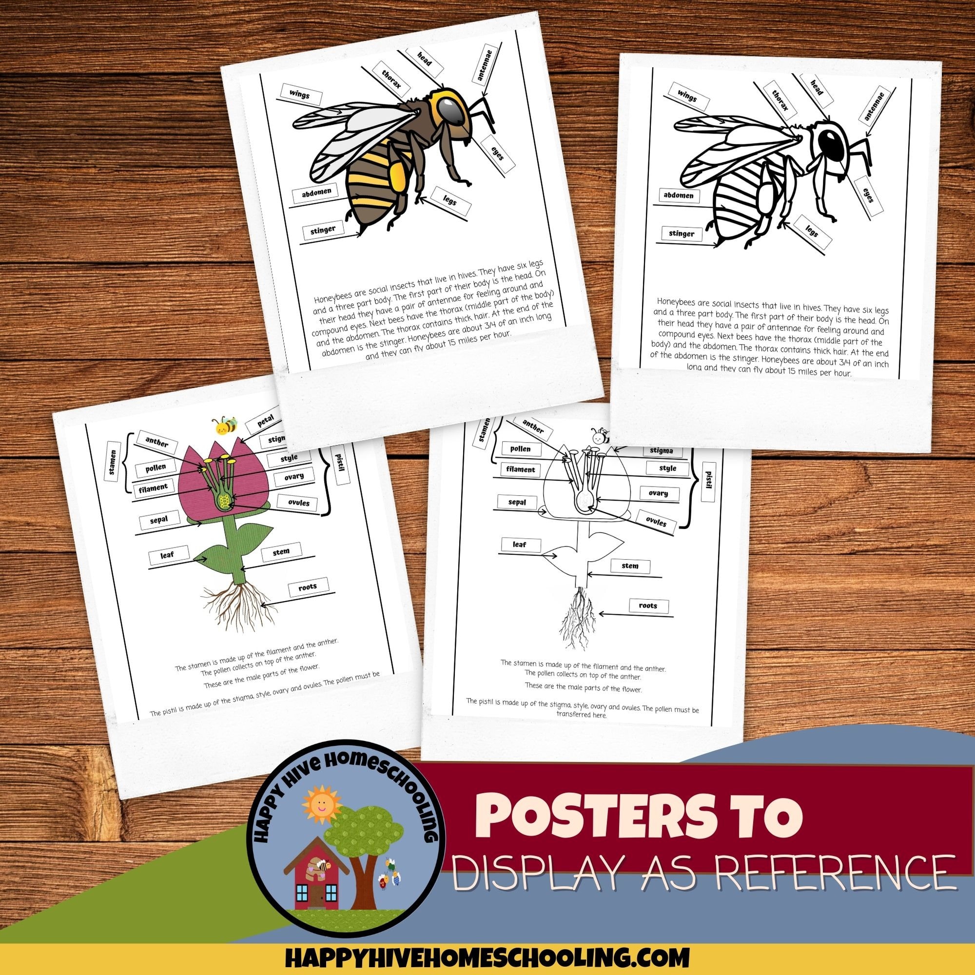 Bees, Flowers, & Pollination Printable Curriculum Lessons - Etsy