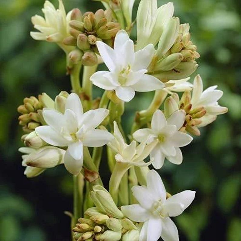 Tuberose (agave Amica) Plant, Tuberose Double Pearl One Clump Bare Root ...