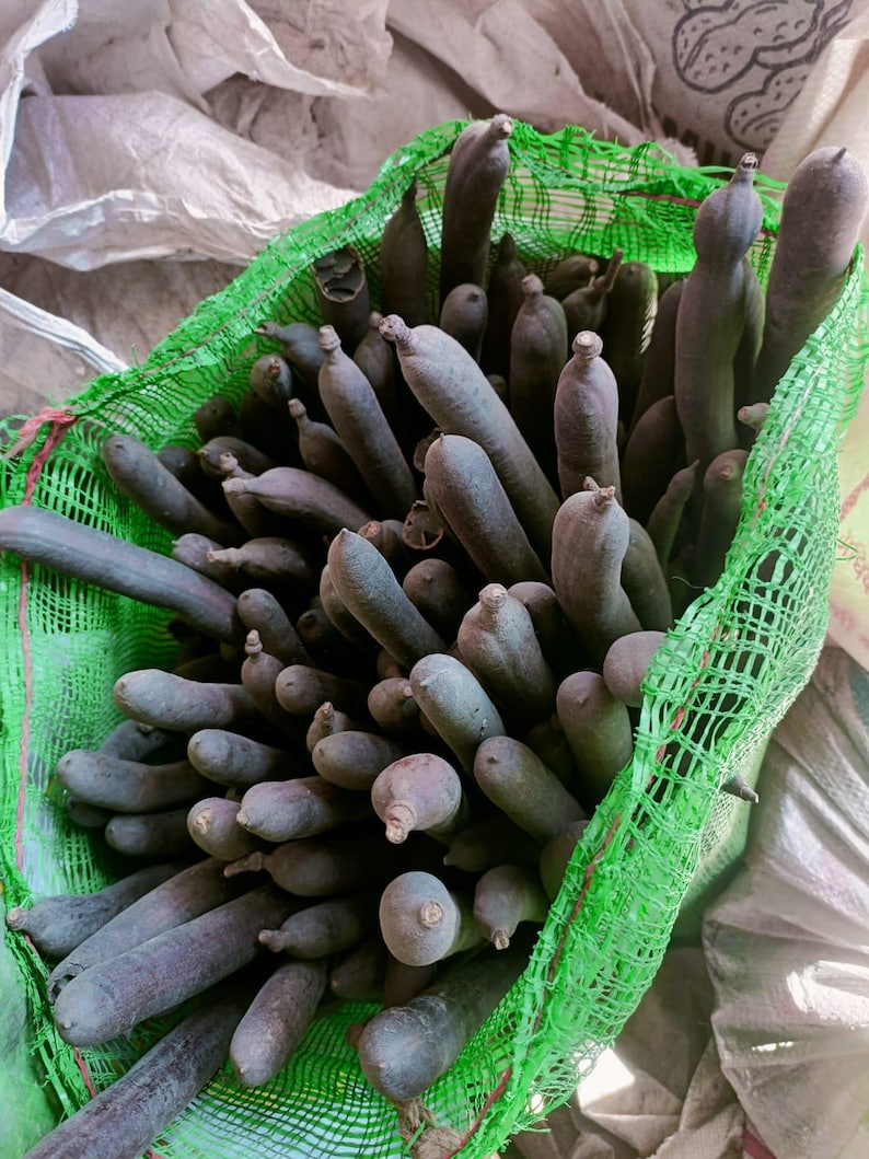 Cassia Fistula Pulp, Amaltas Gooda, Raw Herbs Pulp, Amaltaas Pulp, Amaltas Jadi Booti, Amaltas ...