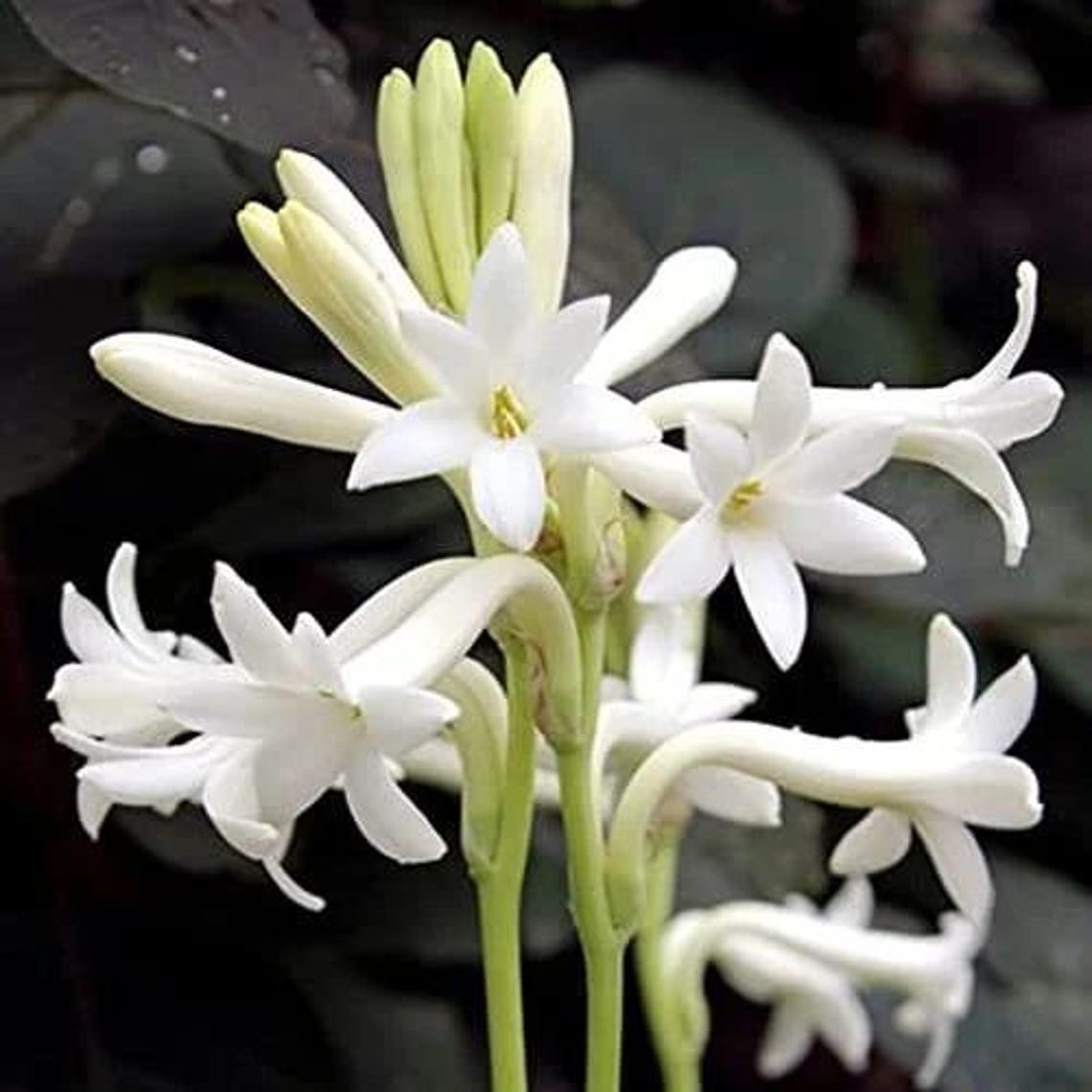 Tuberose (agave Amica) Plant, Tuberose Double Pearl One Clump Bare Root ...