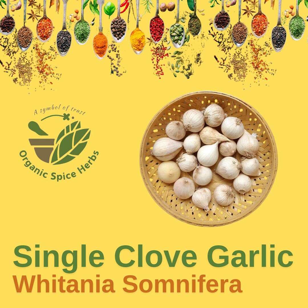 Single Clove Garlic, Organic Solo Garlic, Wild Single Clove Garlic ...