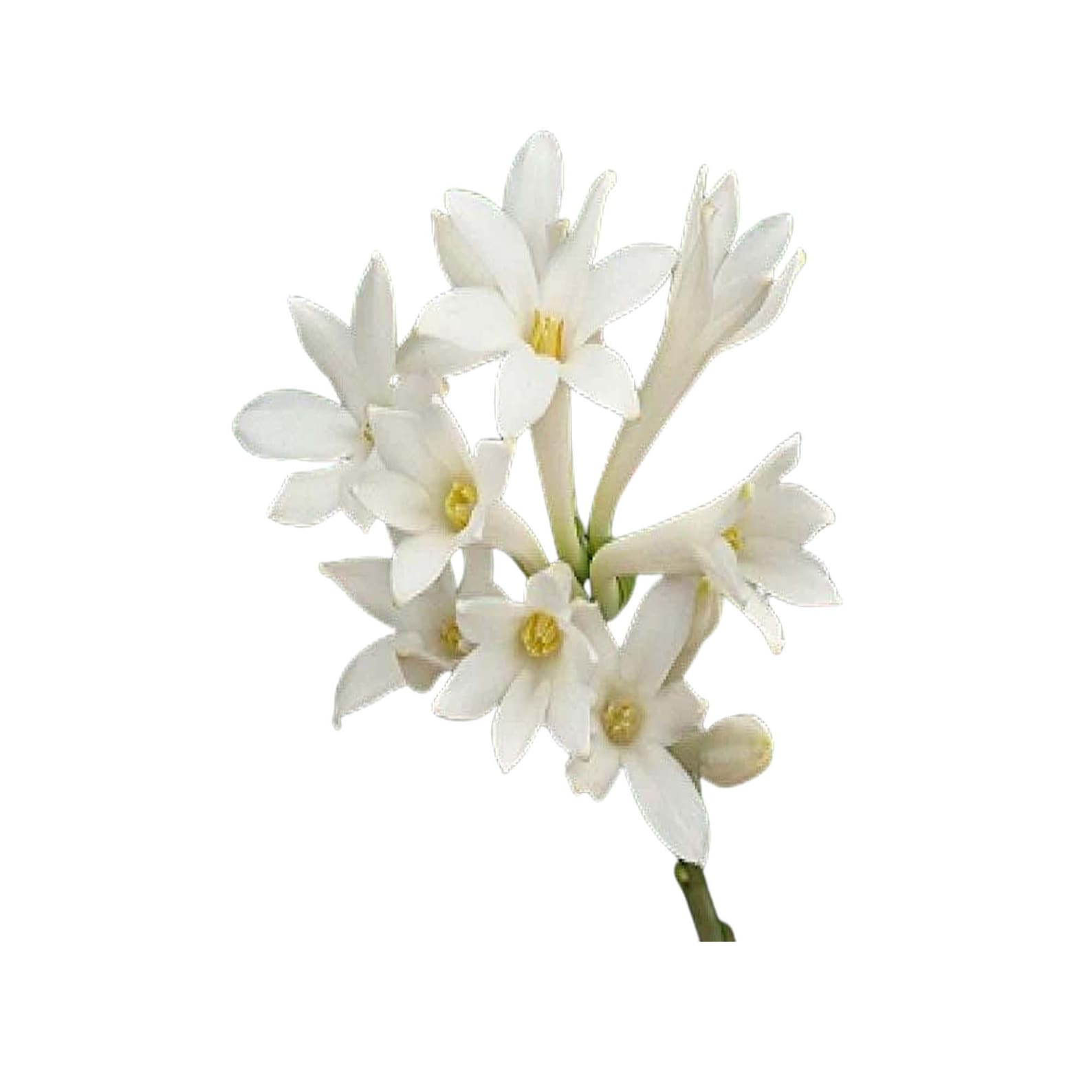Tuberose (agave Amica) Plant, Tuberose Double Pearl One Clump Bare Root ...