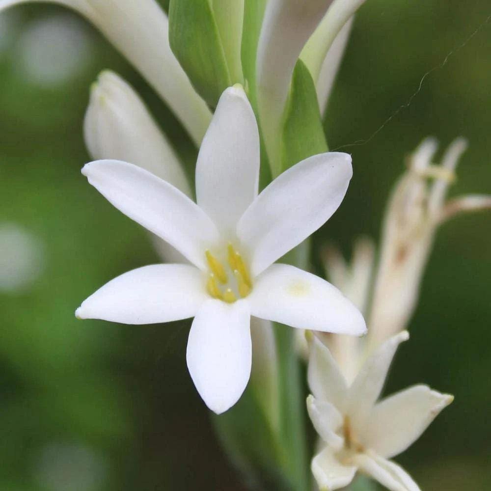 Tuberose (agave Amica) Plant, Tuberose Double Pearl One Clump Bare Root ...