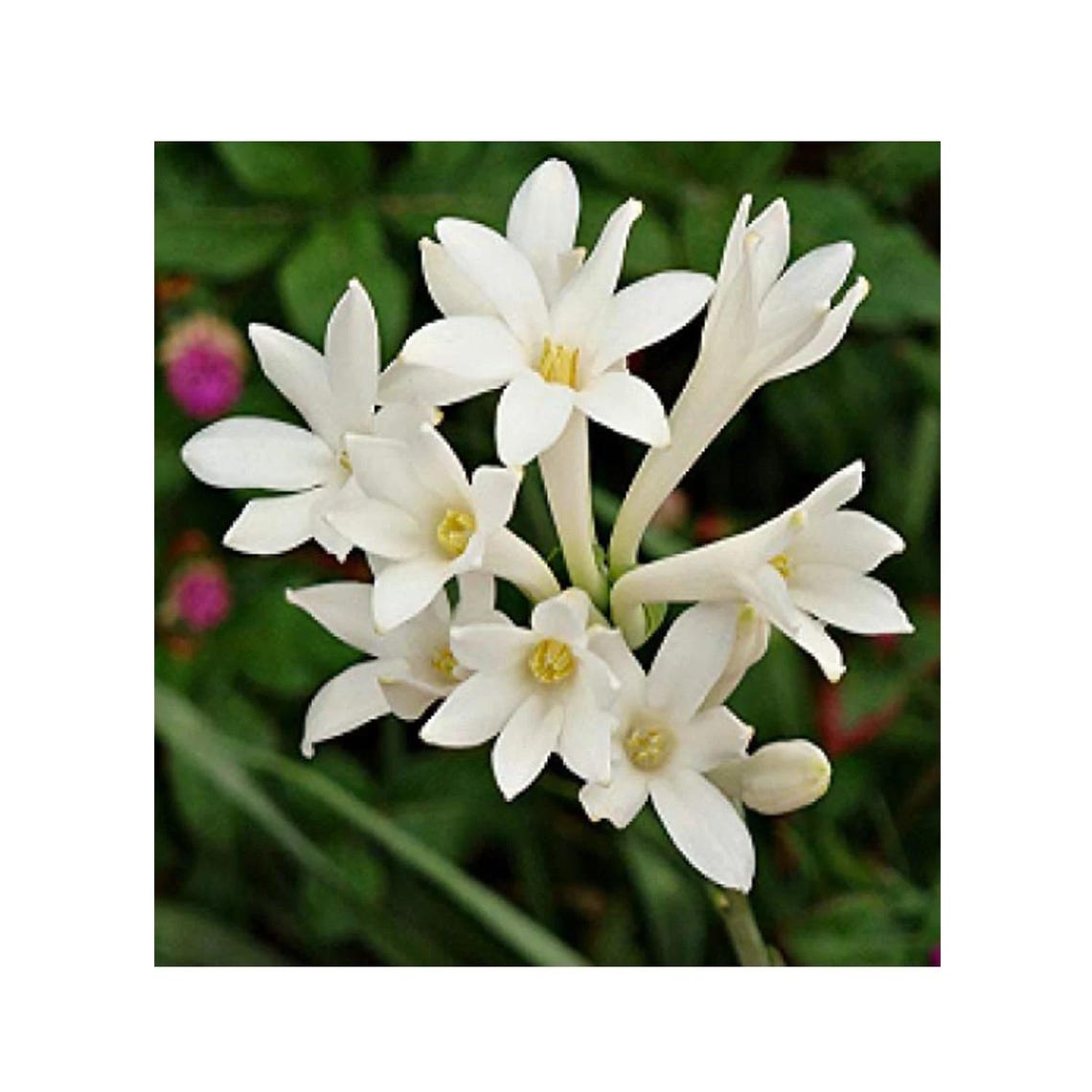 Tuberose (agave Amica) Plant, Tuberose Double Pearl One Clump Bare Root ...