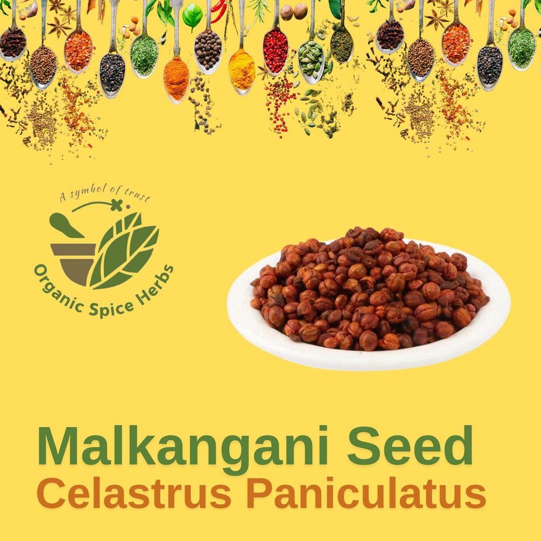 Malkangani Seed, Malkangani Powder, Celastrus Paniculatus, Jyotishmati ...