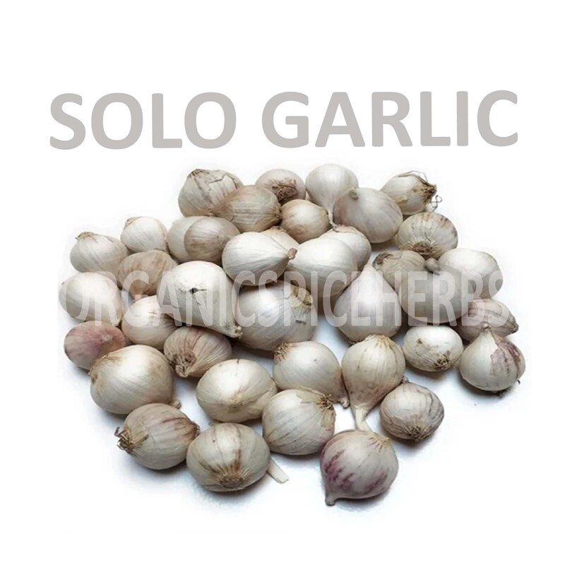Solo Garlic - Etsy