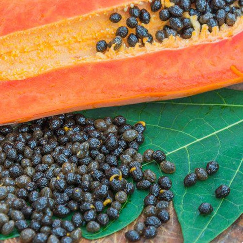 Dried Papita Seed, Seeds Papaya, Papaya Seeds, Dried Papita Beej ...