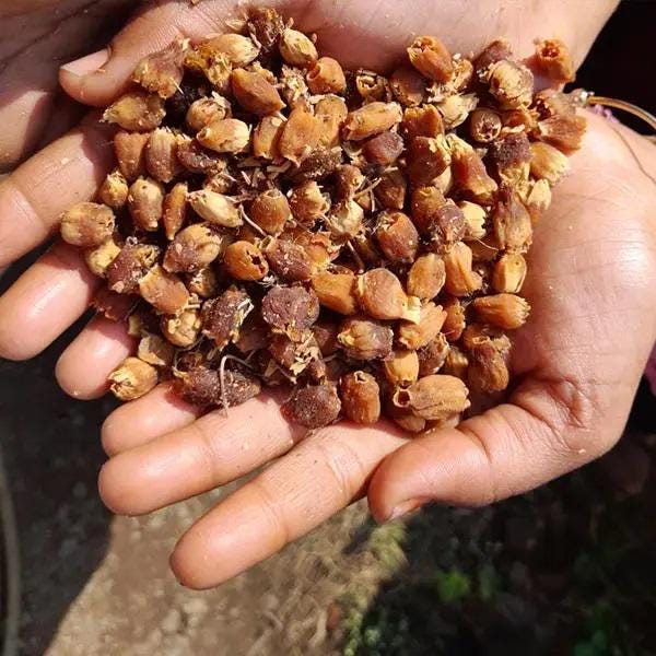 Mahua Dried Flower, Dried Mahua Flower, Madhuca Longifolia, Butternut ...