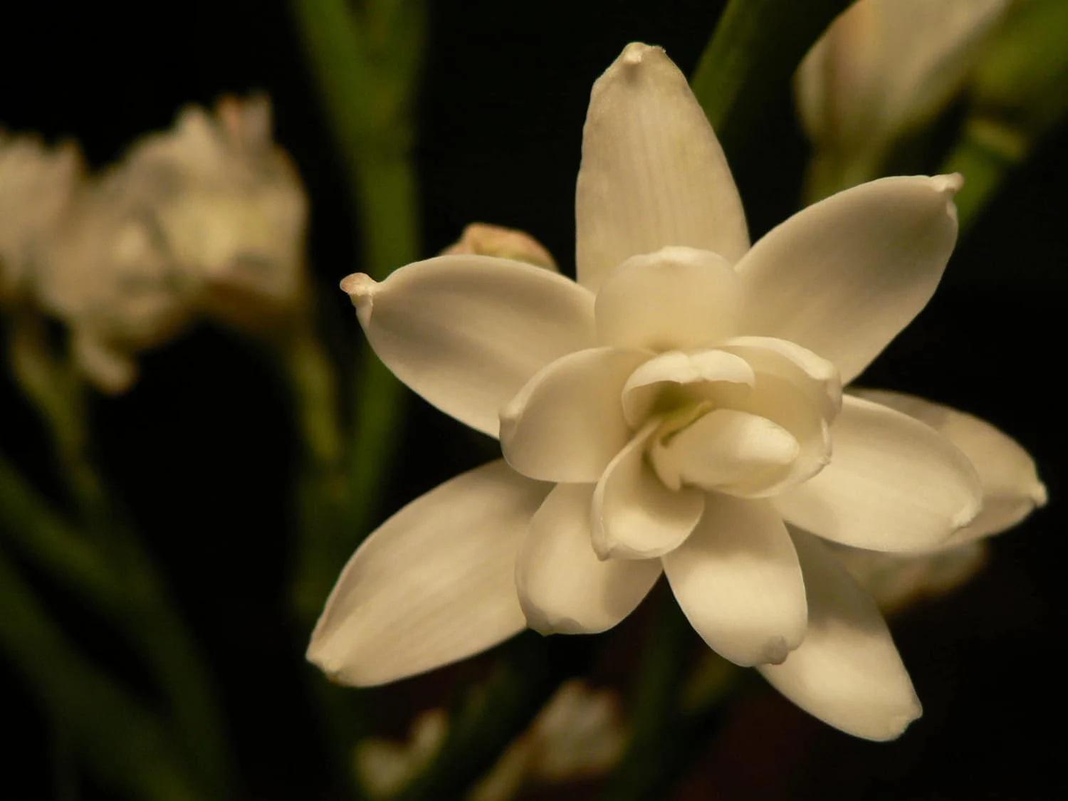 Tuberose (agave Amica) Plant, Tuberose Double Pearl One Clump Bare Root ...