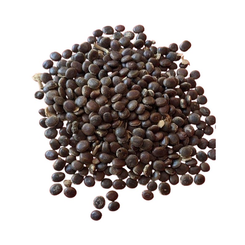 Babul Seeds, Acacia Nilotica, Gum Arabic Tree Seeds, Vachellia Nilotica ...