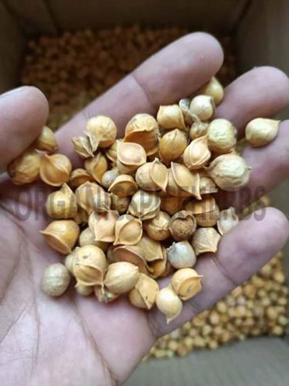 Kashmiri Garlic, Pahadi Lahsun, Himalayan Lahsun, One Clove Garlic ...
