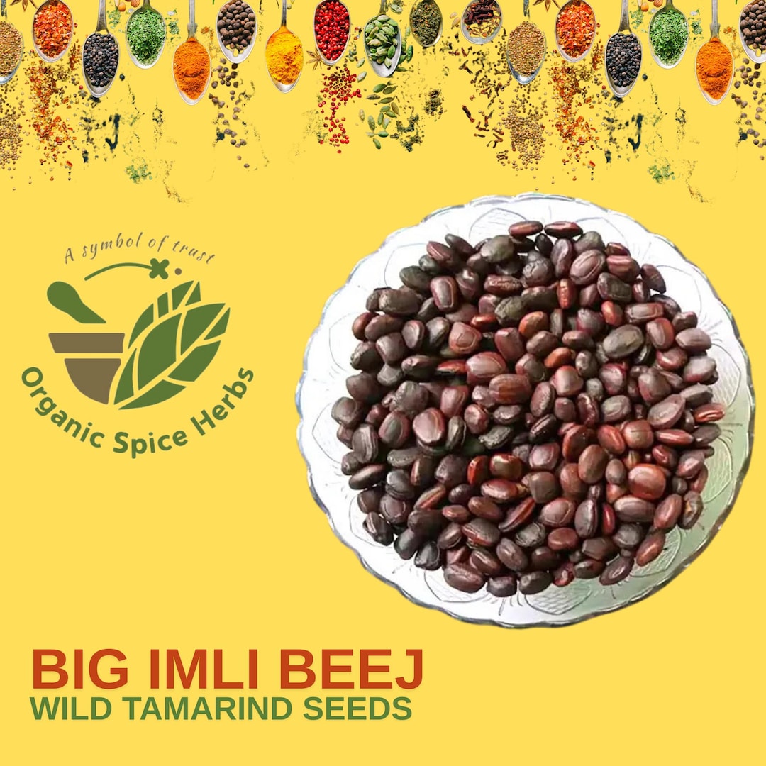 Wild Tamarind Seeds, Big Imli Beej, Forest Emli Seeds, Tamarindus ...