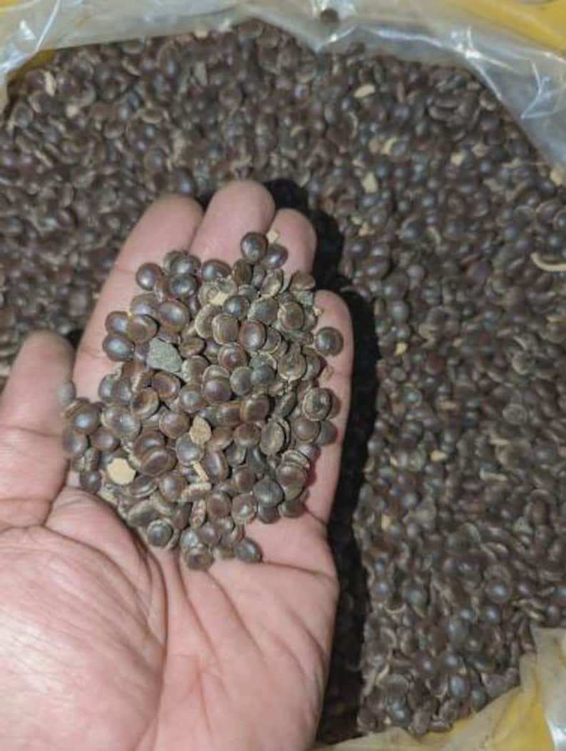 Babul Seeds, Acacia Nilotica, Gum Arabic Tree Seeds, Vachellia Nilotica ...