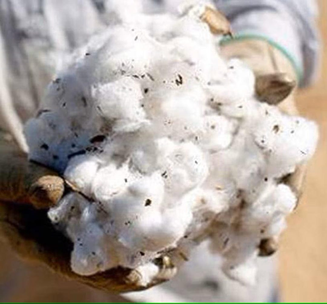 Desi Cotton, Raw Cotton, Cotton for Puja and Craft Purpose, Unprocessed ...